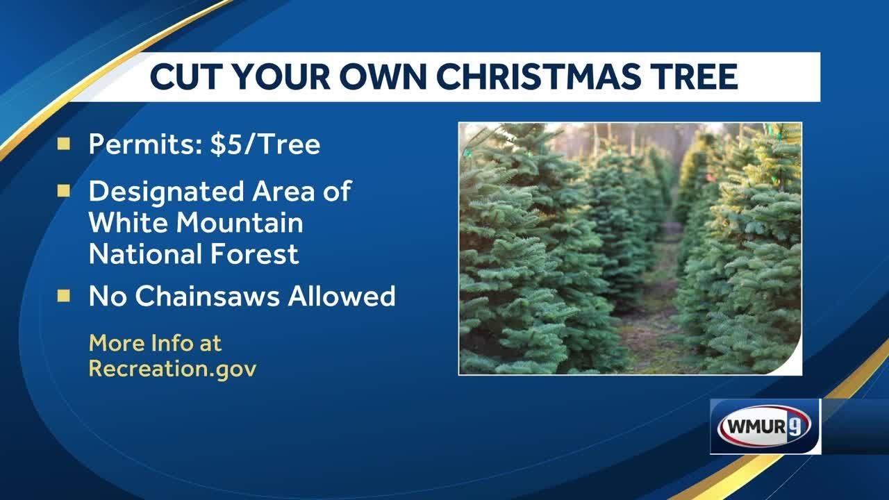 Granite Staters can cut their own Christmas trees in White Mountain ...