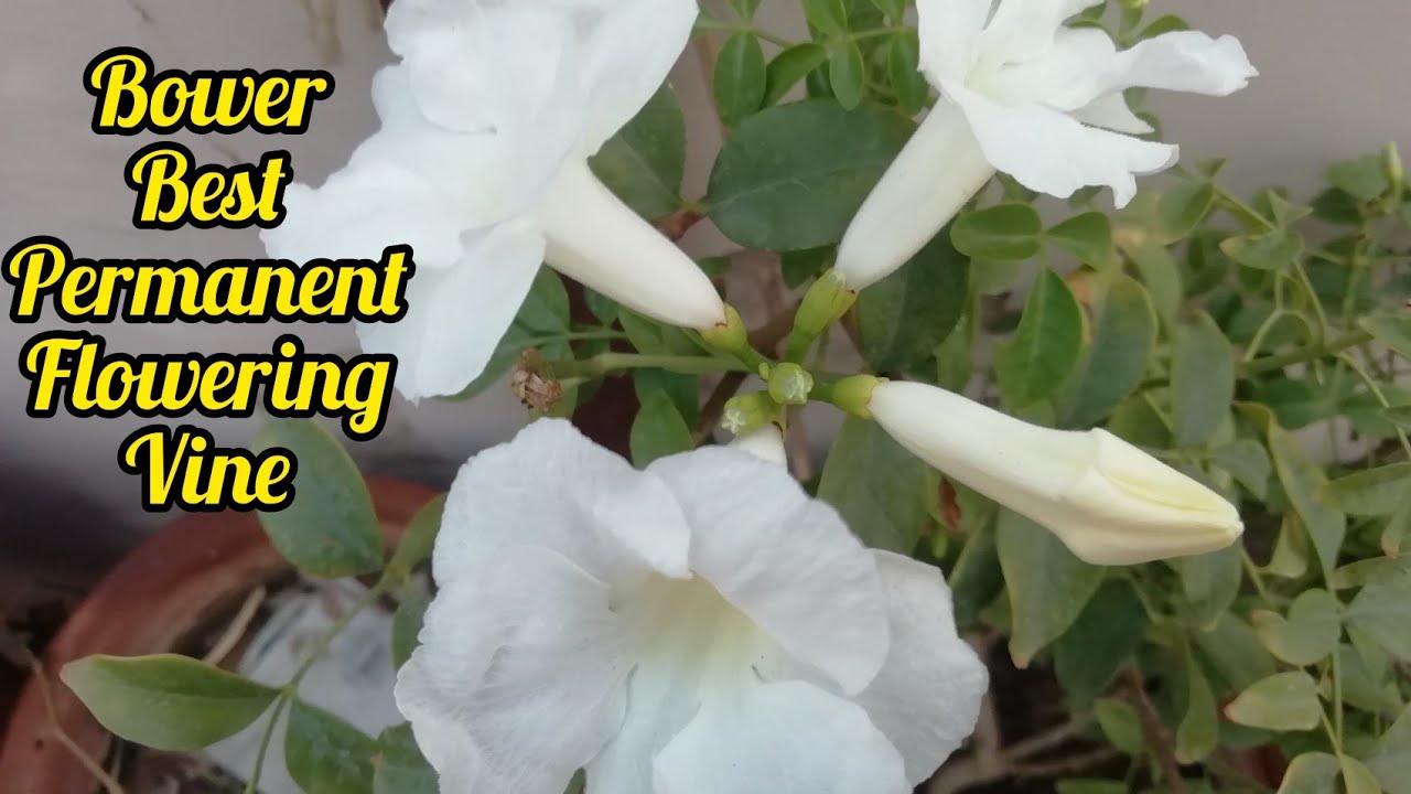 🌼🌼Beautiful Bower flowering vine care tips. how to grow and care bower ...