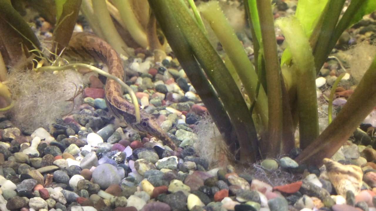 Spiny Eel feeding - YouTube