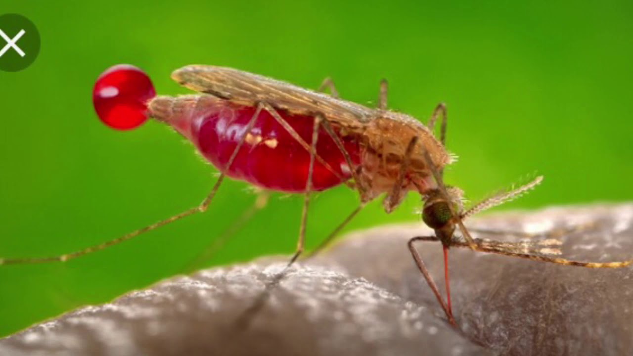 Genetically Modified Mosquitoes Released In Burkina Faso - YouTube