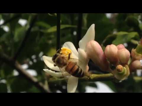 Do Bees Like Lemon Trees