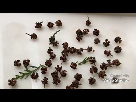 When To Harvest Eastern Red Cedar Seeds