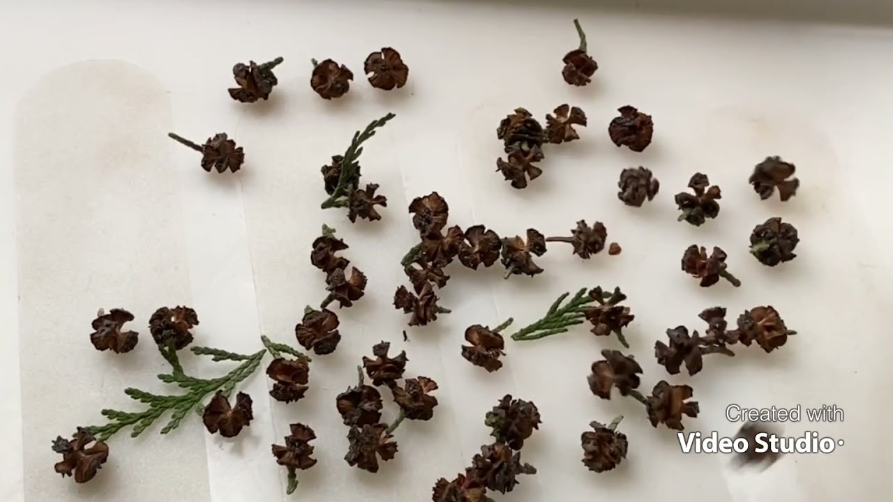 Red Cedar seed harvest - YouTube
