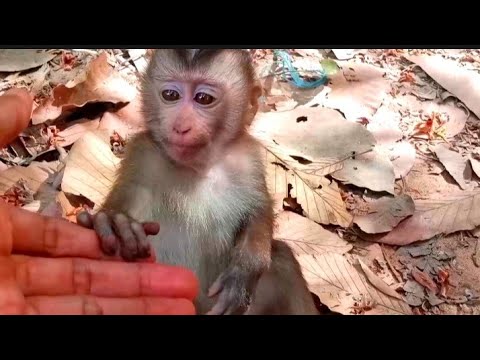 CUTE little monkey take my heart 😍 ️🐒🐵 - YouTube
