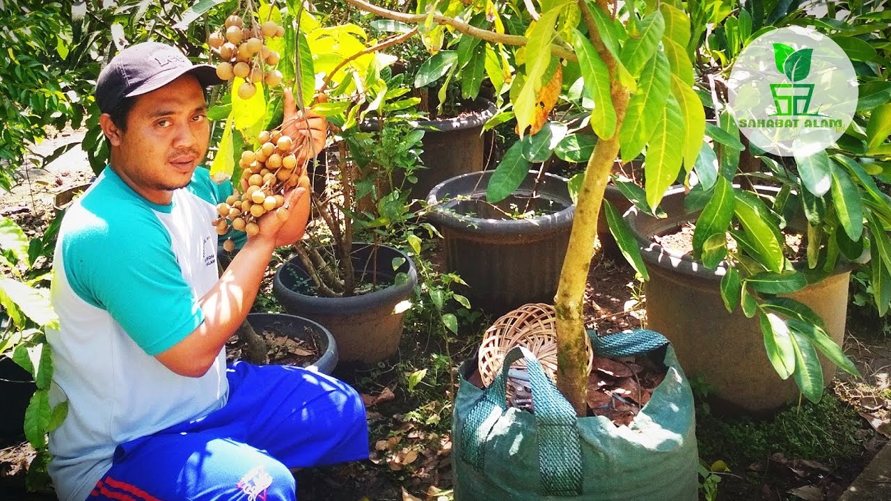 LENGKENG TABULAMPOT NEW KRISTAL / KATEKI - YouTube