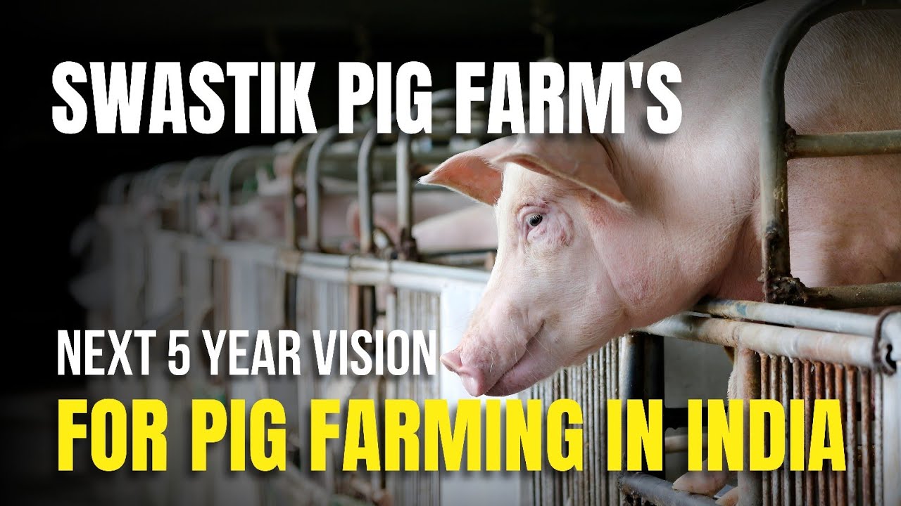 Swastik Pig Farm's Next 5 Year Vision for Pig Farming in India # ...