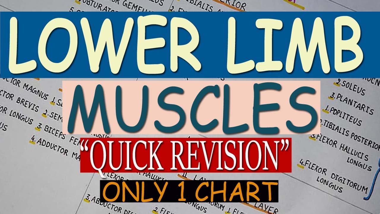 Lower Limb Muscles| Muscle anatomy | lower limb anatomy|All Lower Limb ...