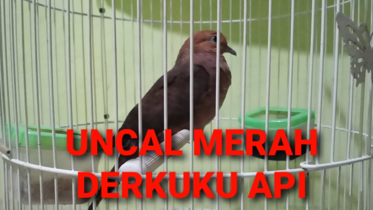 Burung Uncal Merah || Si Derkuku Api - YouTube
