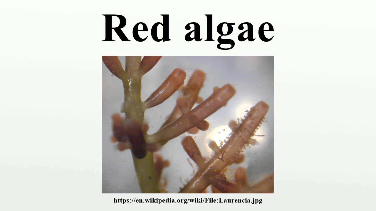 Red algae - YouTube