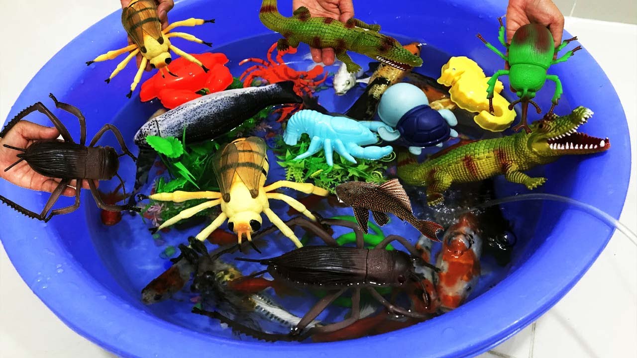 The most cute ornamental fishes, Goldfish, Pleco Fish Turtle, Little ...