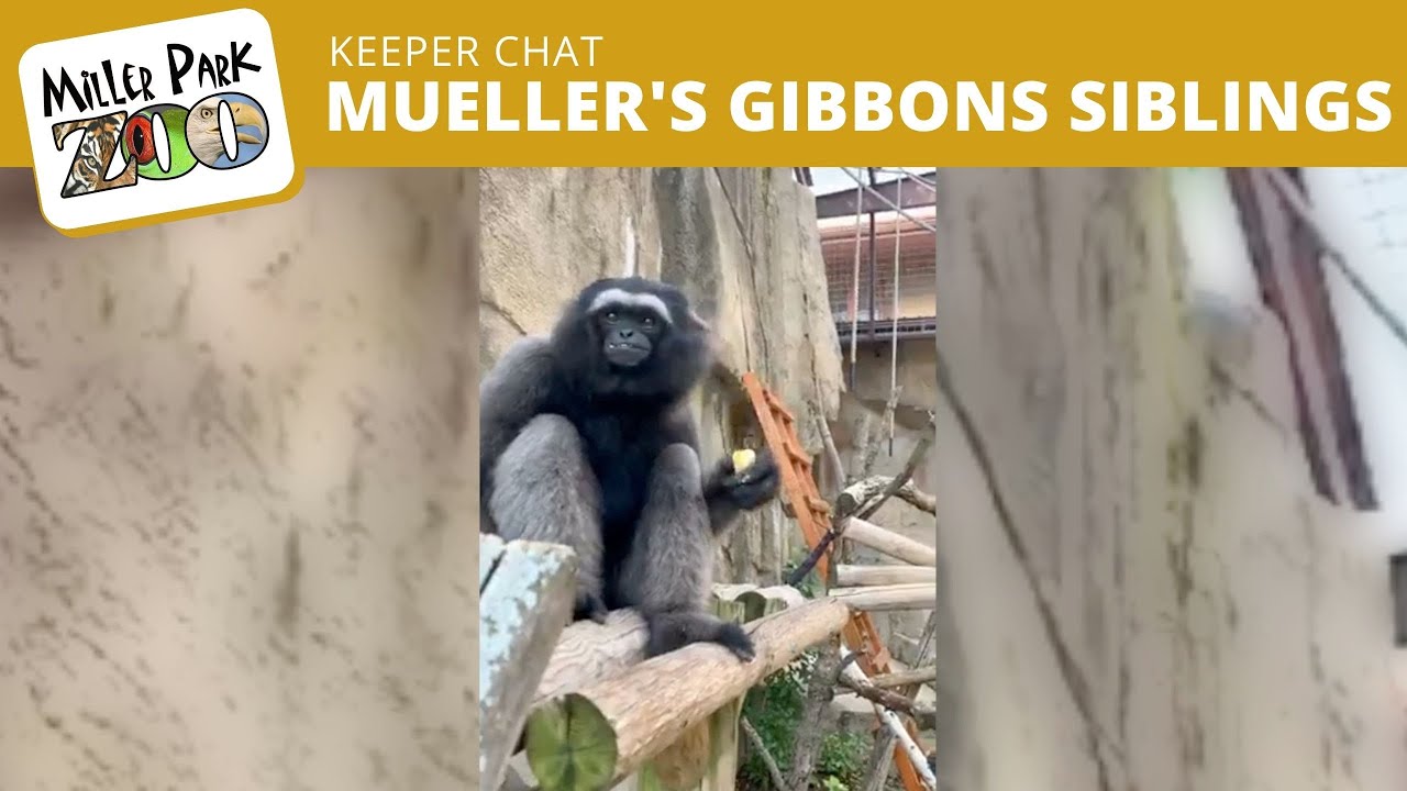 Miller Park Zoo Keeper Chat: Müller's Gibbons Siblings - YouTube