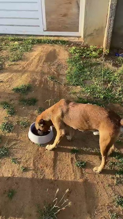 #ffshorts #freefire #shortsfreefire #pets #modapet #cachorro #petsfofinhos #cachorros #animal ...