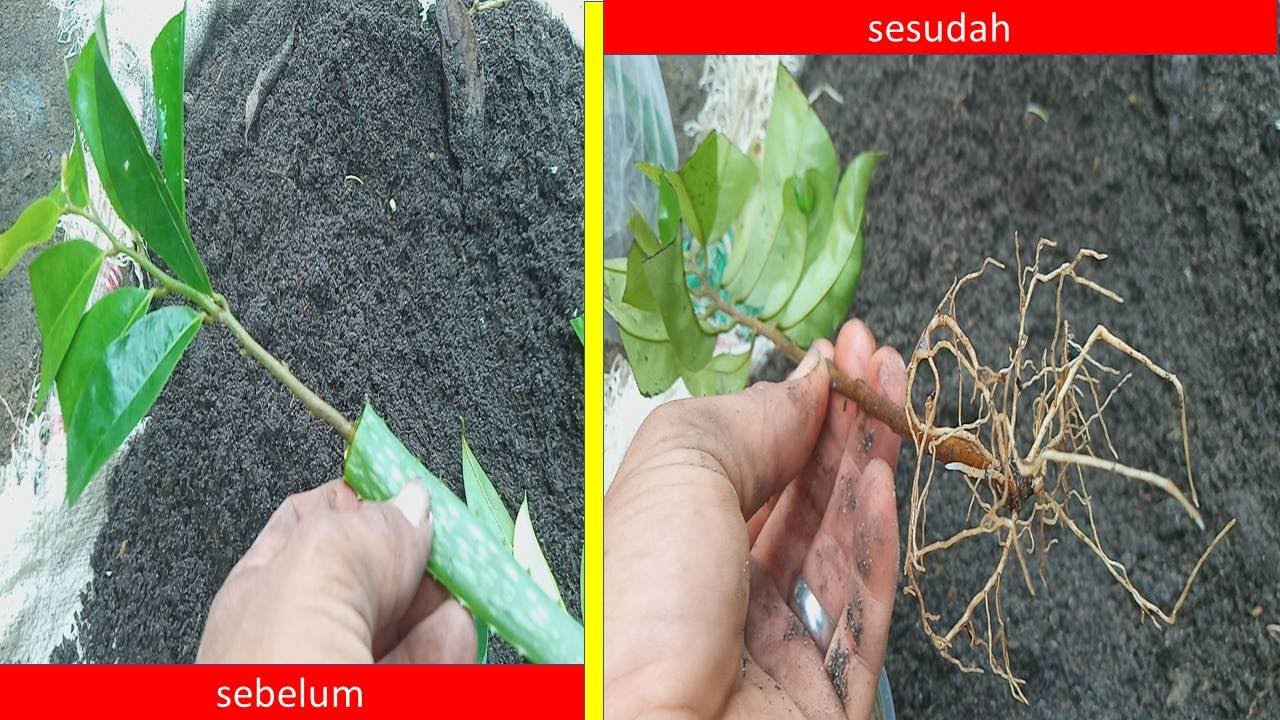 Rahasia Cara Stek Pohon Sirsak Agar Cepat Tumbuh Akar Dan Langsung ...