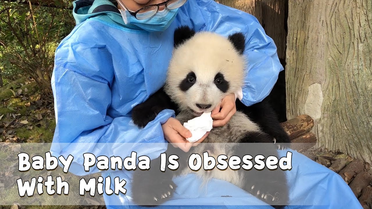 Baby Panda Is Obsessed With Milk | iPanda - YouTube