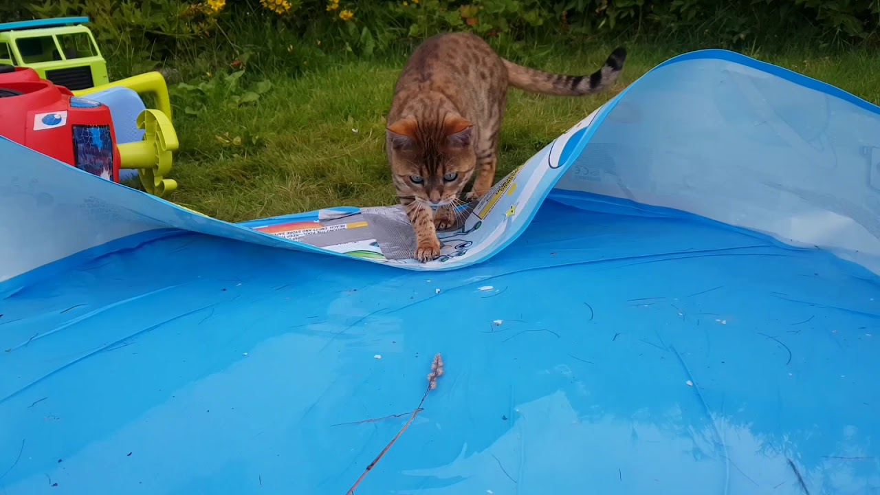 Cats playing in water for fun - YouTube