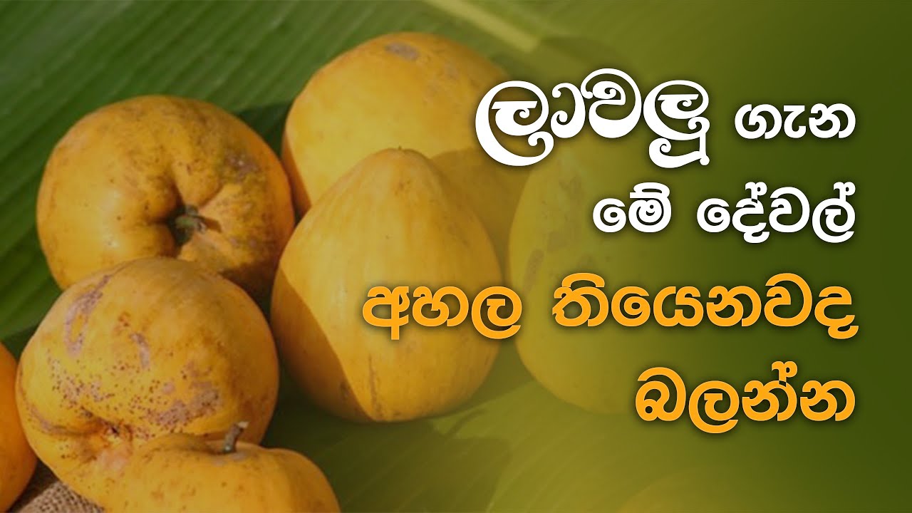 බිත්තරවලටත් වඩා ගුණ ලාවලු | palathuru ware| Haritha Tv - YouTube