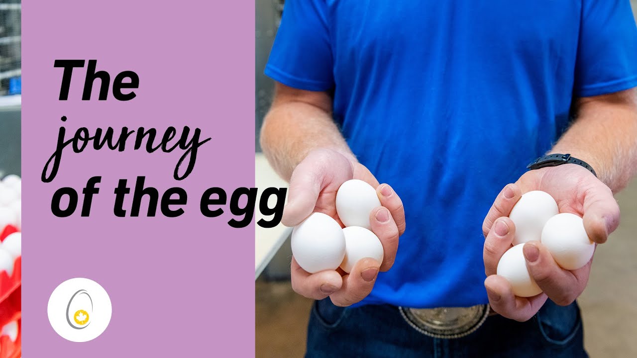 How a Canadian egg goes from farm to table - YouTube