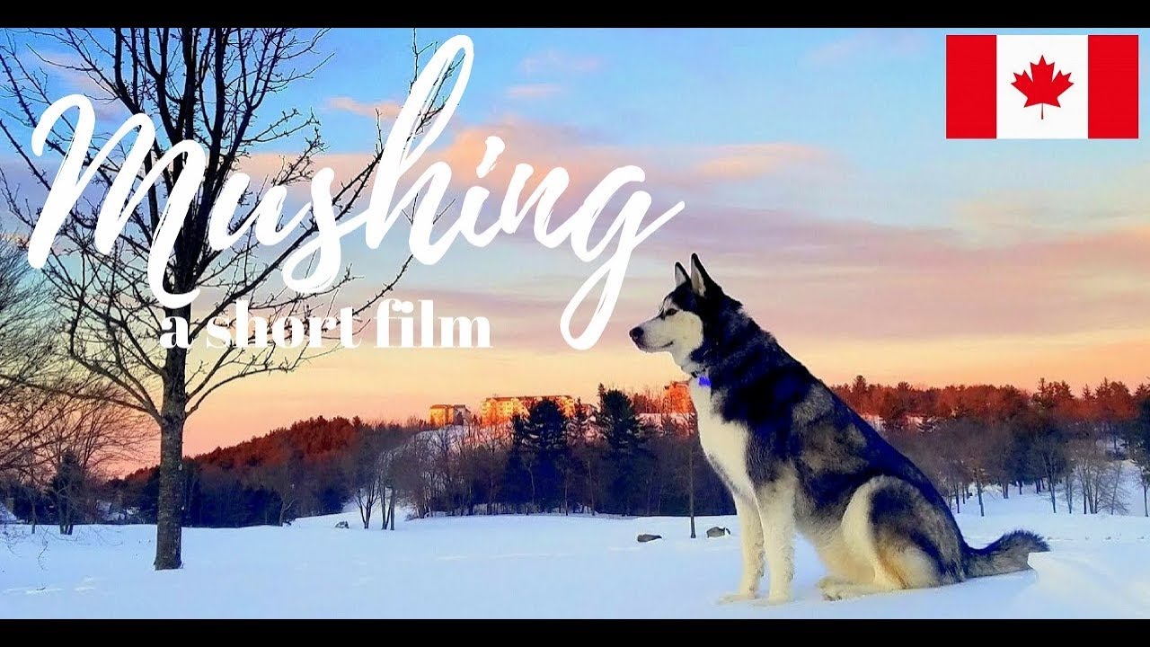 Mushing: A Cinematic Film - YouTube