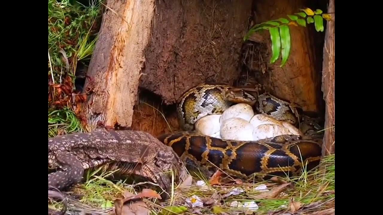 Python vs Monitor Lizard - YouTube