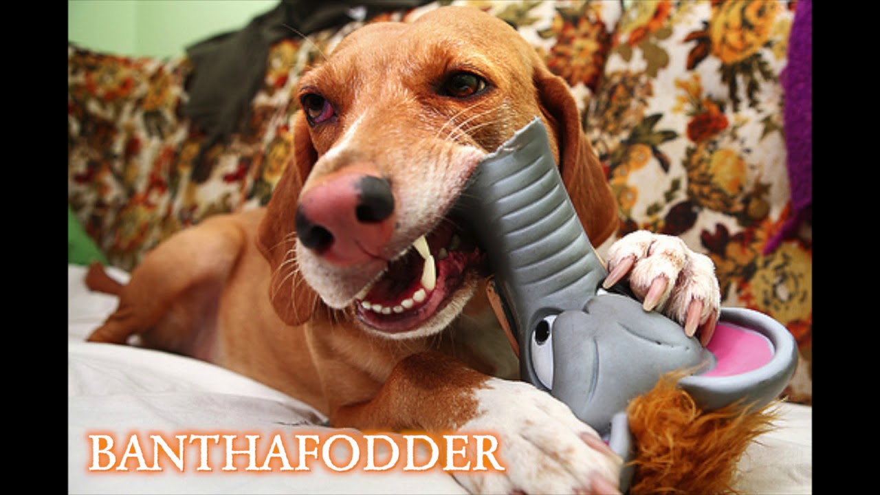 BANTHA FODDER - Eat My Elephant - YouTube