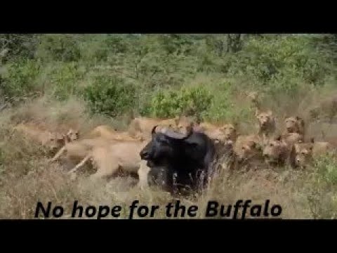 Unleashing Unyielding Power: The Fearless Buffalo vs. 30 Lions in an ...