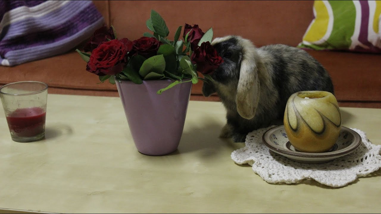 Bunny Eating Roses - YouTube
