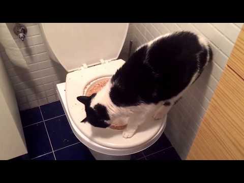 Enseñando a mis gatos a usar el wc: Fase 5