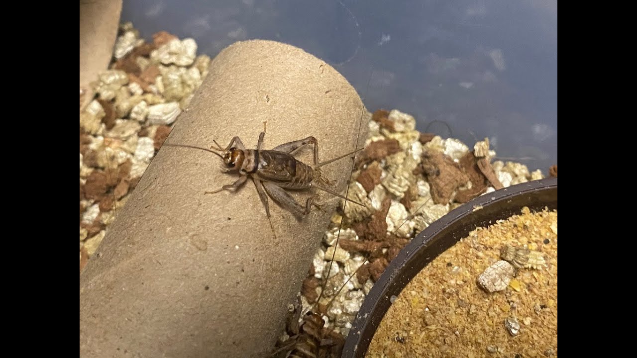 DIY Cricket Colony by NKS Reptiles - YouTube