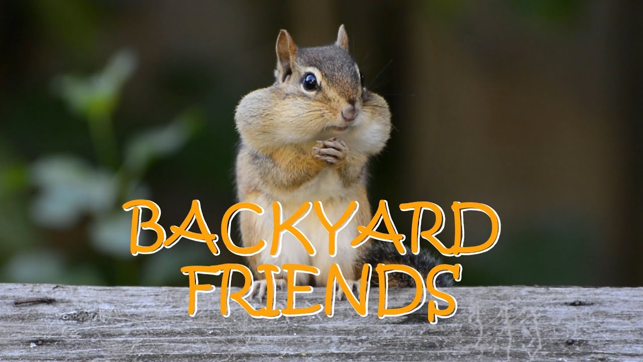 Backyard Friends - YouTube