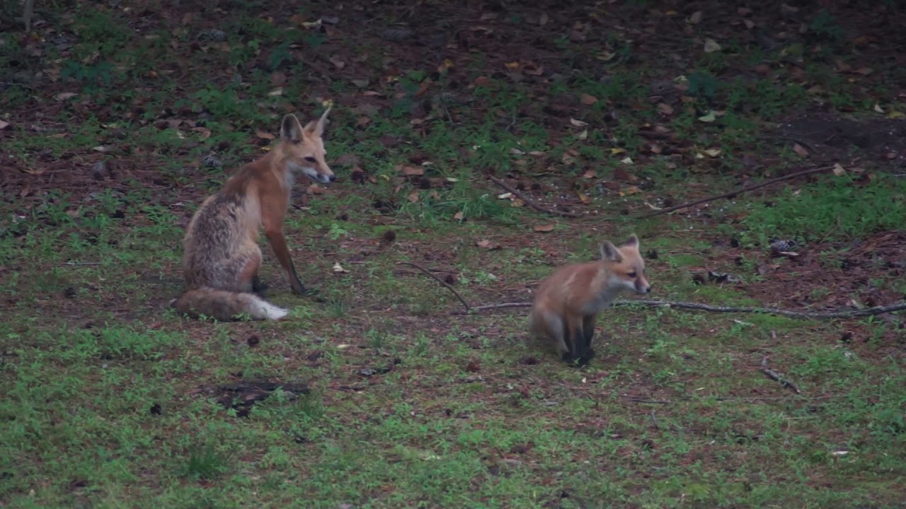 Baby fox kits playing - YouTube