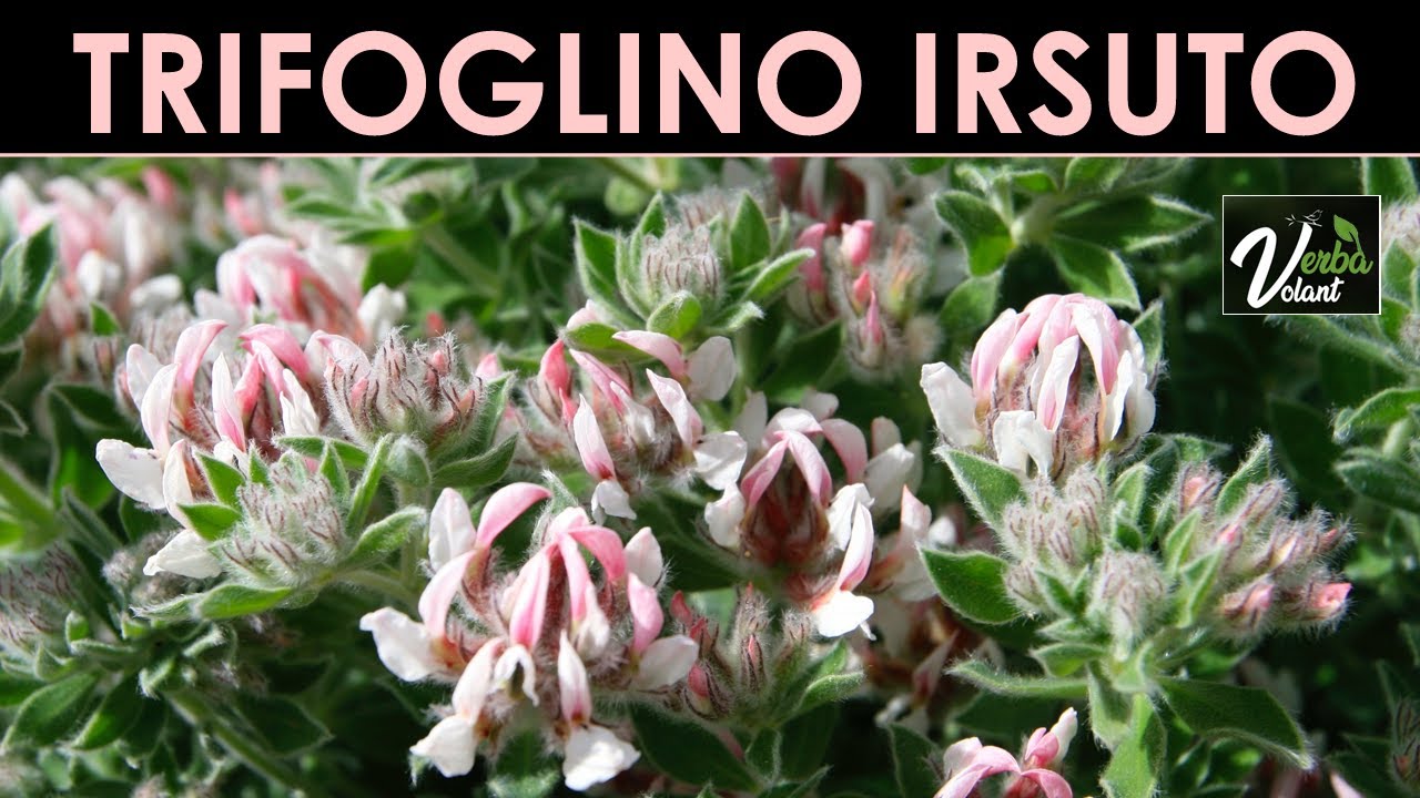 VERBA VOLANT - Trifoglio irsuto - YouTube