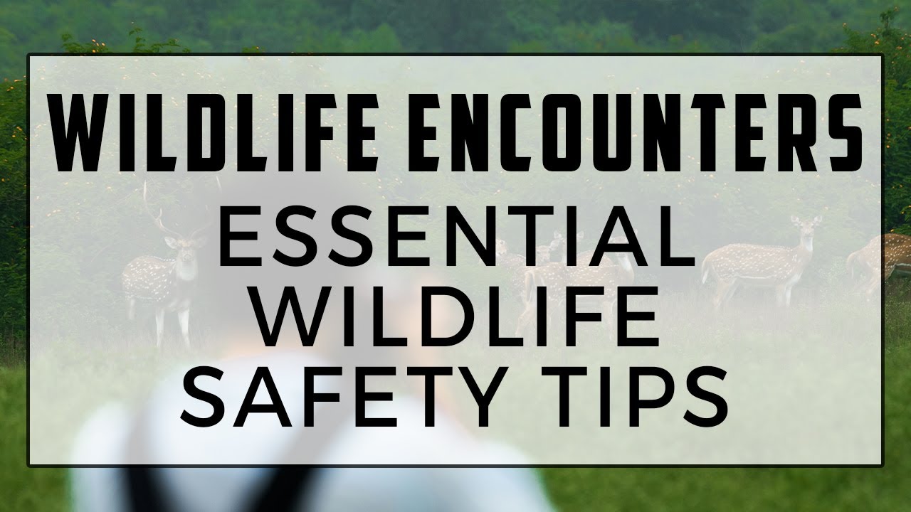 Dealing with Wildlife Encounters - Essential Wildlife Safety Tips for ...