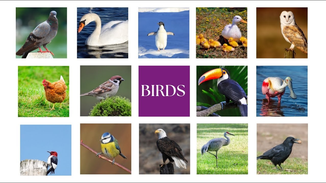 Birds Song | Learn about birds | Kids Song | Flap Your Wings Together ...
