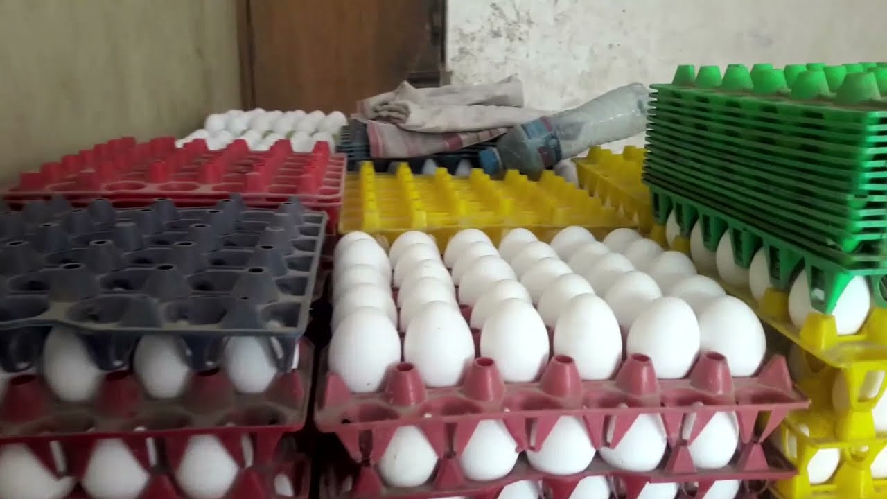 Egg Rates In Karachi Wholesale Rates Of Eggs In Karachi Cost Of Egg Rates Hello Views egg-rates-in-karachi-wholesale-rates-of-eggs-in-karachi-cost-of-egg-rates-hello-views