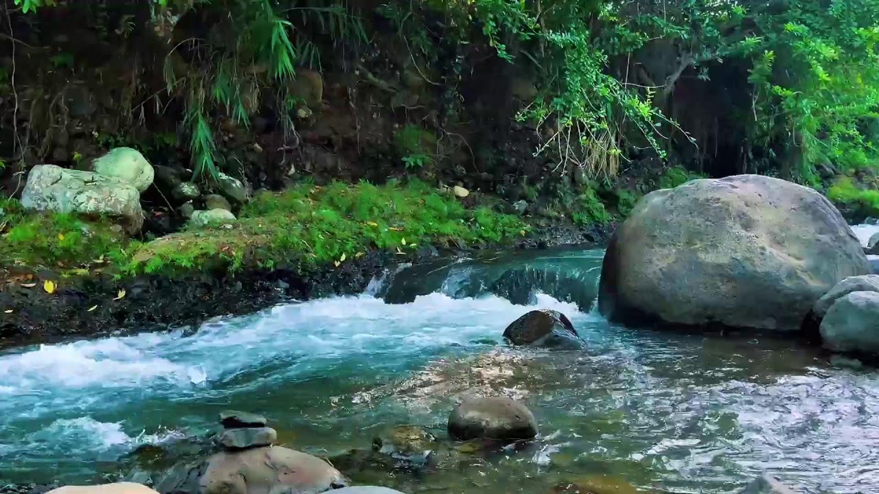 Powerful River Flow in Nature, Forest river stream, Flowing Water ...