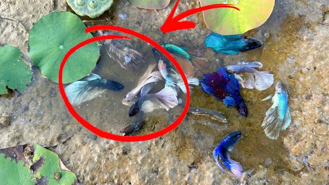 Incredible Unknown Facts About We Found a lot of Betta Fish from ...