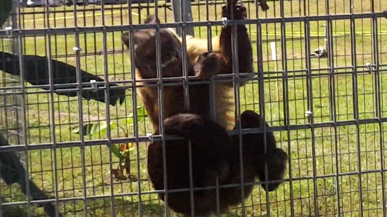 The 2nd Annual Monkey Day at Jungle Friends Primate Sanctuary - YouTube