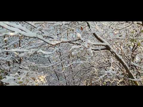 SWITZERLAND: APPEARANCE OF NATURE UNDER THE SNOW