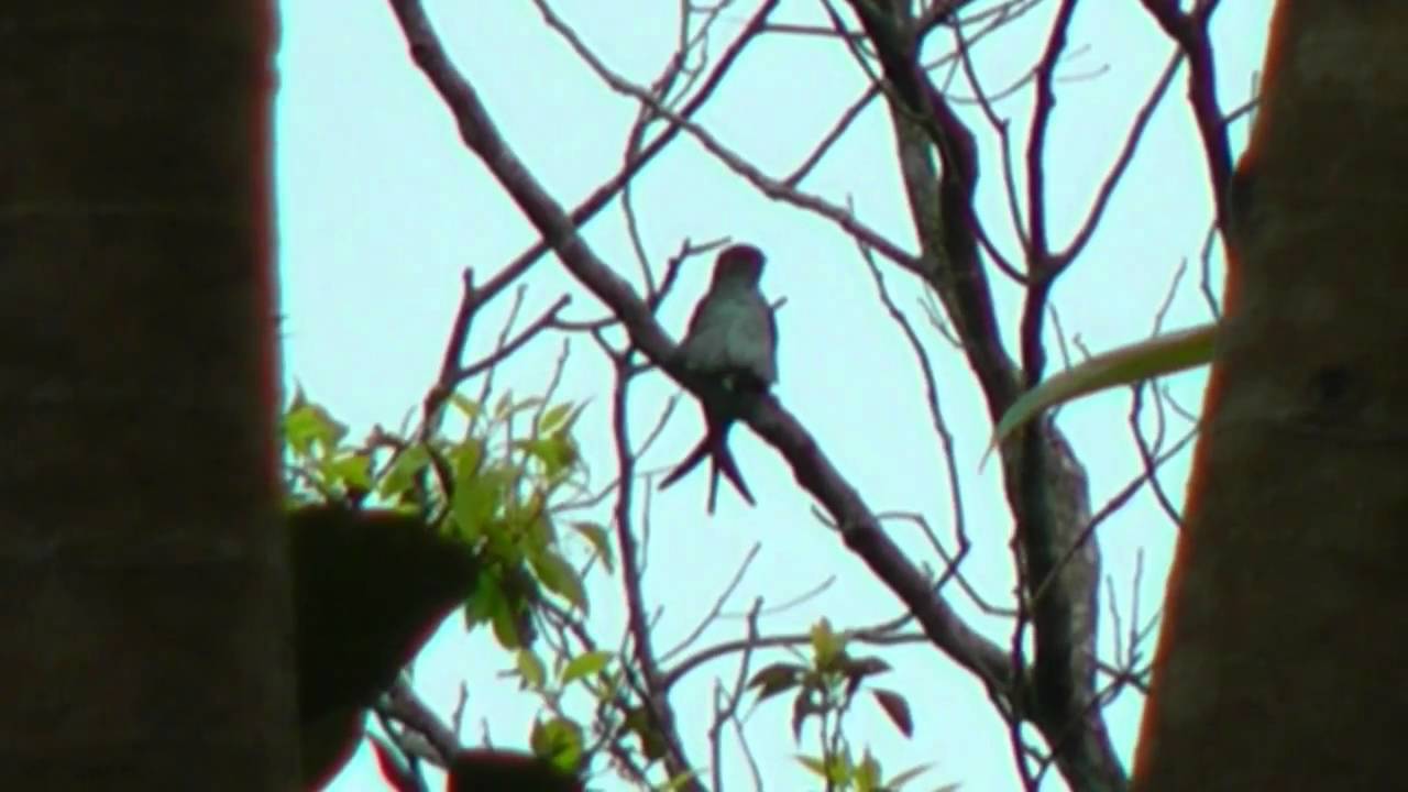 Treeswift, Grey-rumped - Hemiprocne longipennis - YouTube