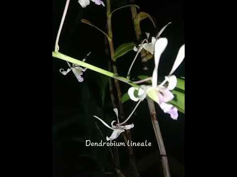 Dendrobium lineale - YouTube