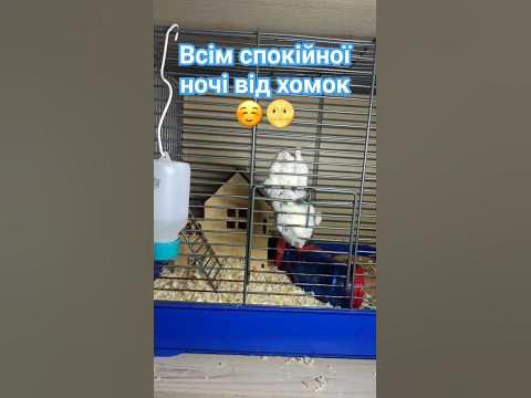 Хом'ячки спортсмени ⏱️🏃 #хомки #хомяк #джунгарскийхомяк #homa #хома # ...