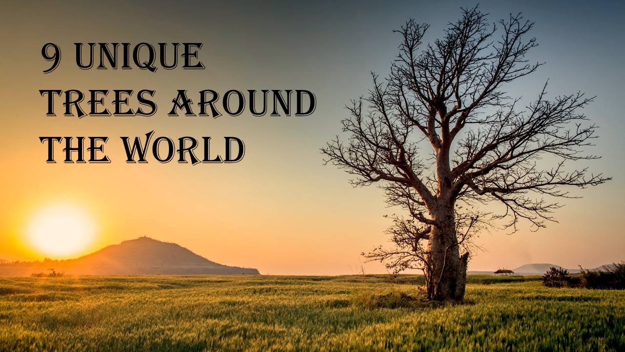 9 Unique Trees Around the World - YouTube