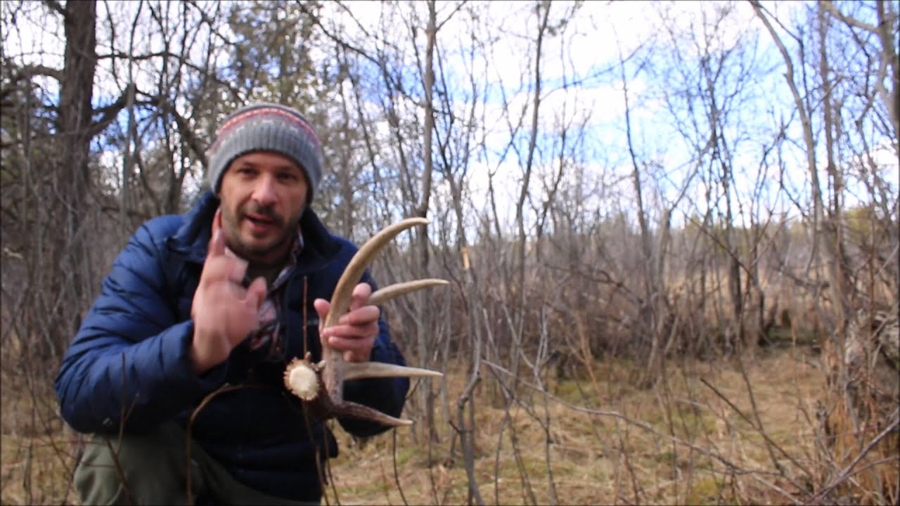 Successful Shed Antler Hunt - A Four-Point For The Collection - YouTube