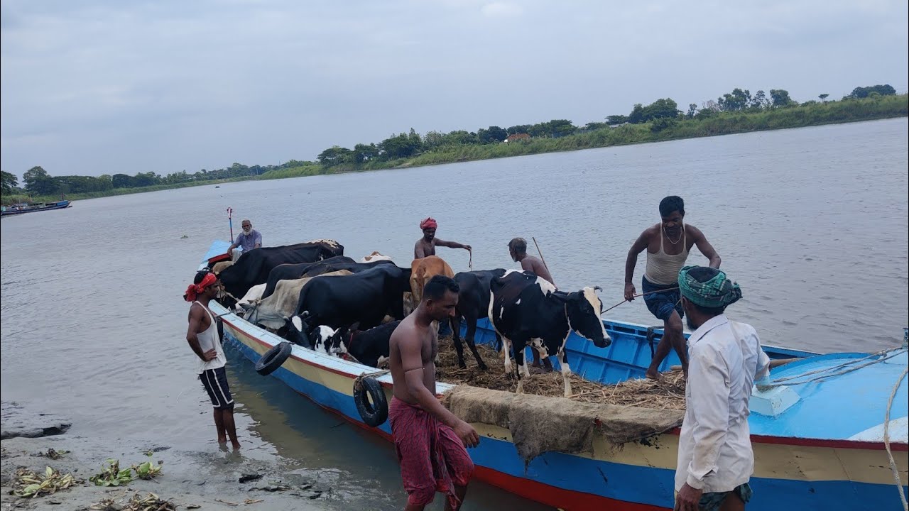 Ep-132,Cow Unloading,Big Cow,big bull,big cattle,Cow Videos,Cow Video ...