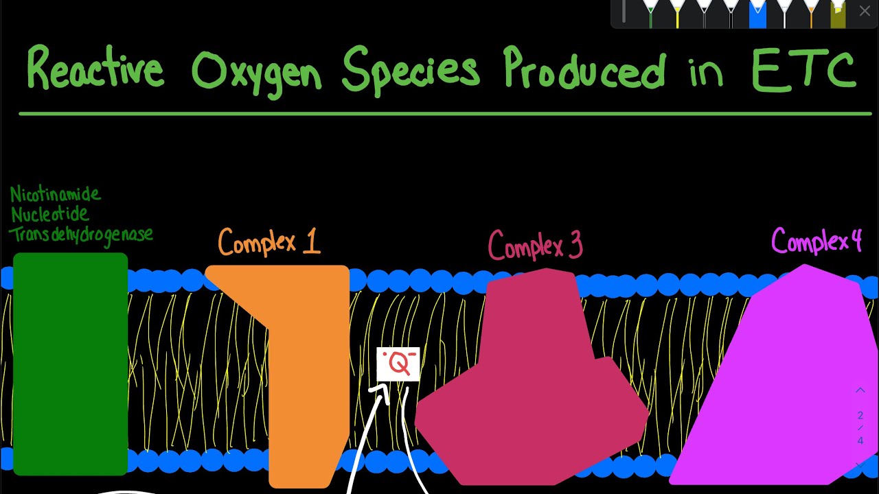 Reactive Oxygen Species Formation in the Mitochondria and Defence ...