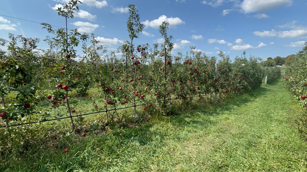 Apple Orchard Farm - YouTube