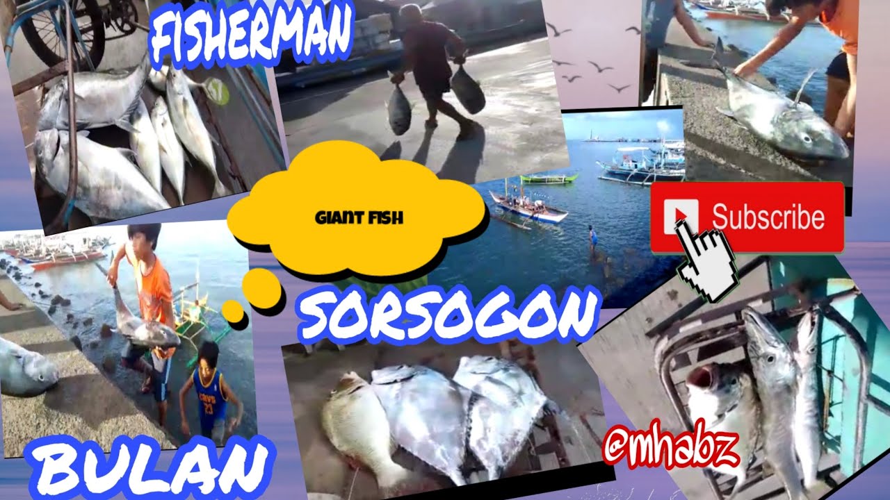 it's more big fish from our nature...a fisherman @bulan sorsogon - YouTube