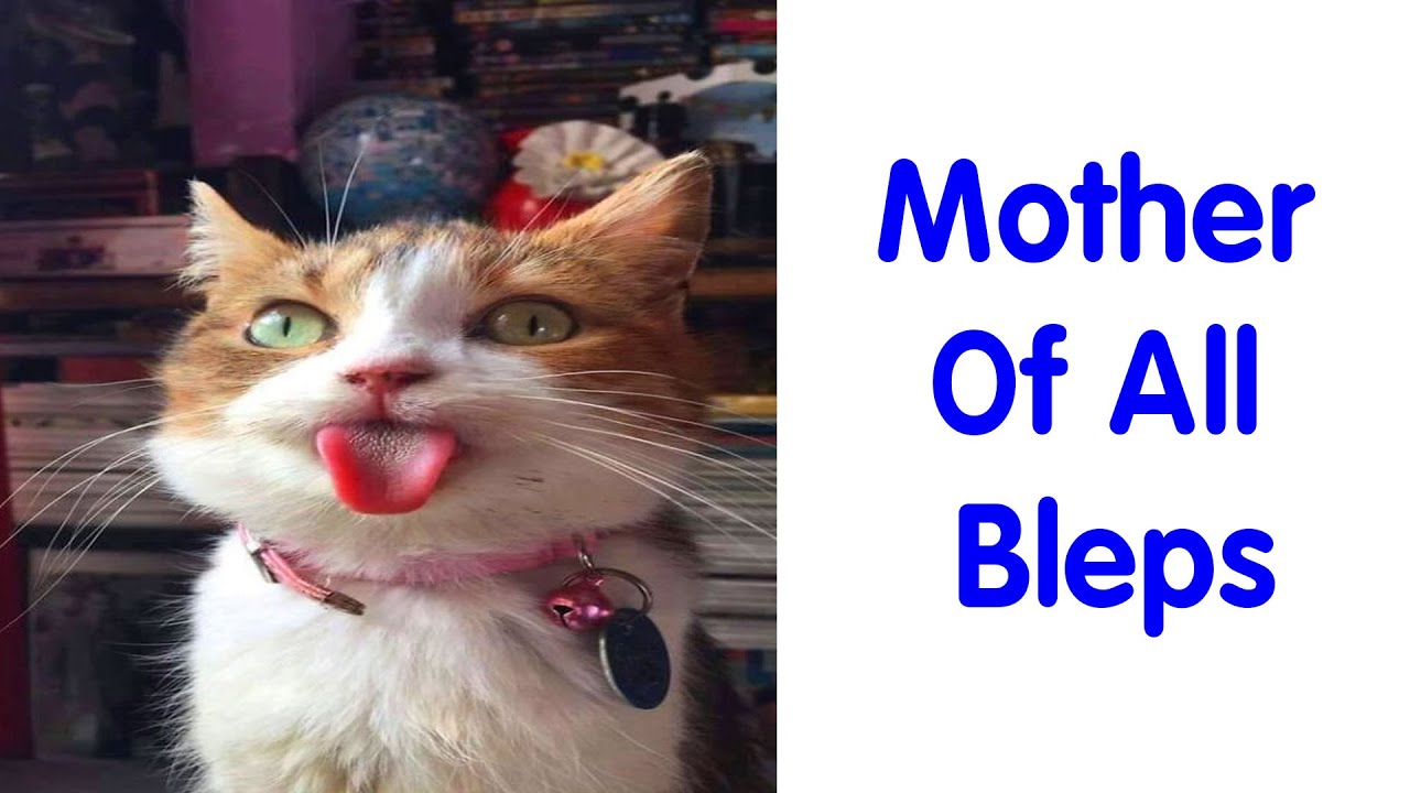 The Funniest Cat Bleps Guaranteed To Bring Avid Cat Lovers Joy - Funny ...