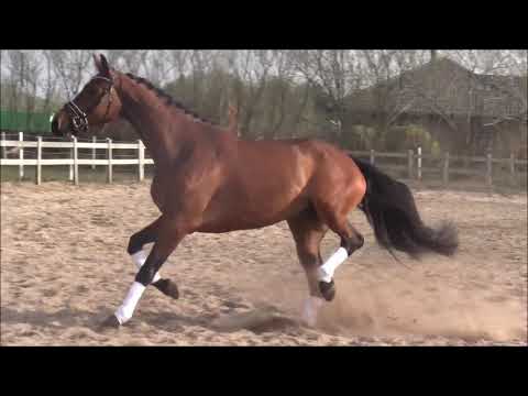 Salgshest Miss Coco Chanel