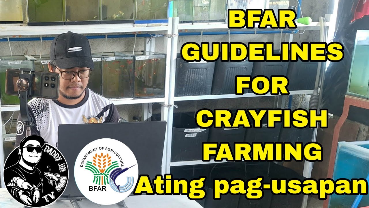 BFAR guidelines for crayfish farming in the Philippines - YouTube